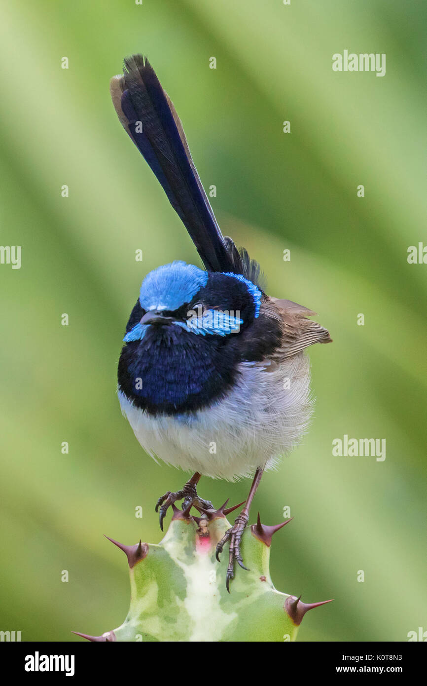 Wren flying hi-res stock photography and images - Alamy