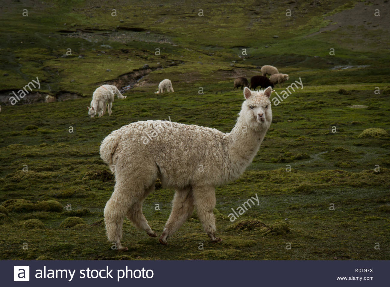 Lama Animal High Resolution Stock Photography and Images - Alamy