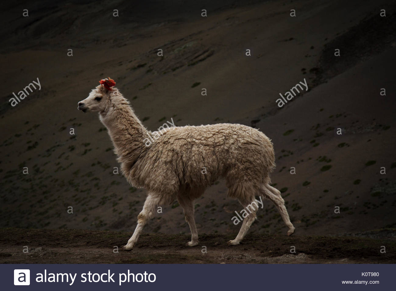 Lama Animal High Resolution Stock Photography and Images - Alamy