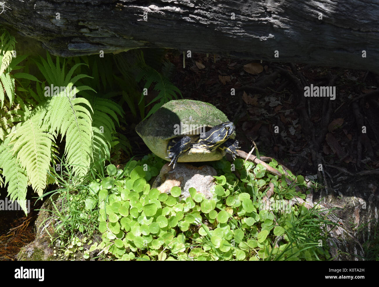 turtle on a rock Stock Photo - Alamy