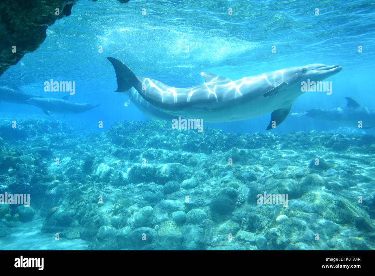 Dolphin tank hi-res stock photography and images - Alamy