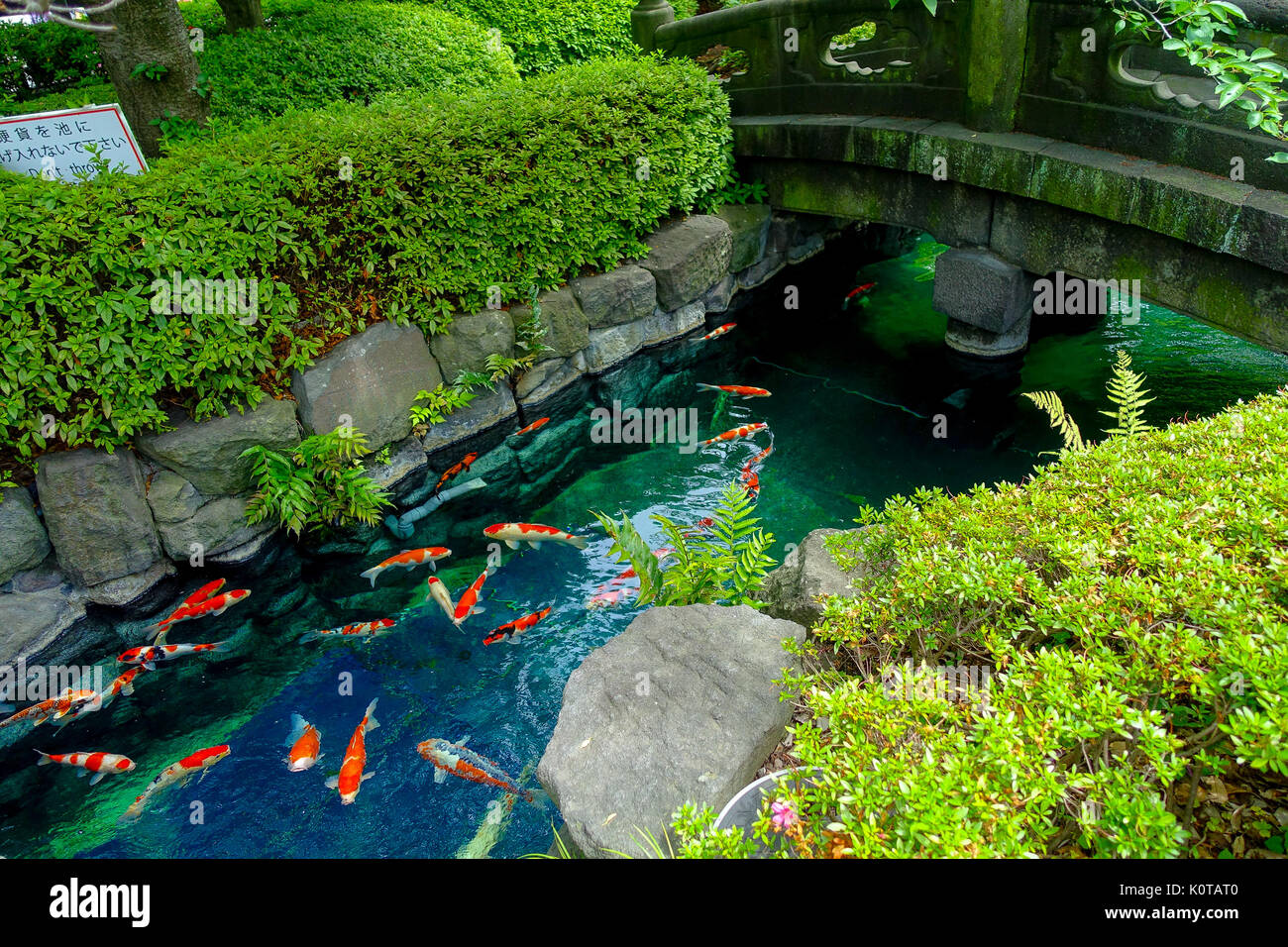 Beautiful koi fish swimming in pong in a small river, pond surrounded ...