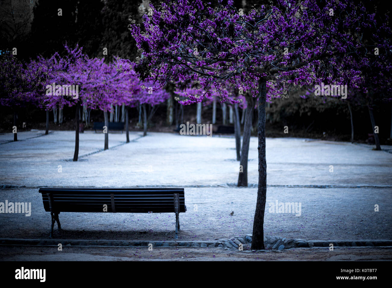 Banco morado hi-res stock photography and images - Alamy