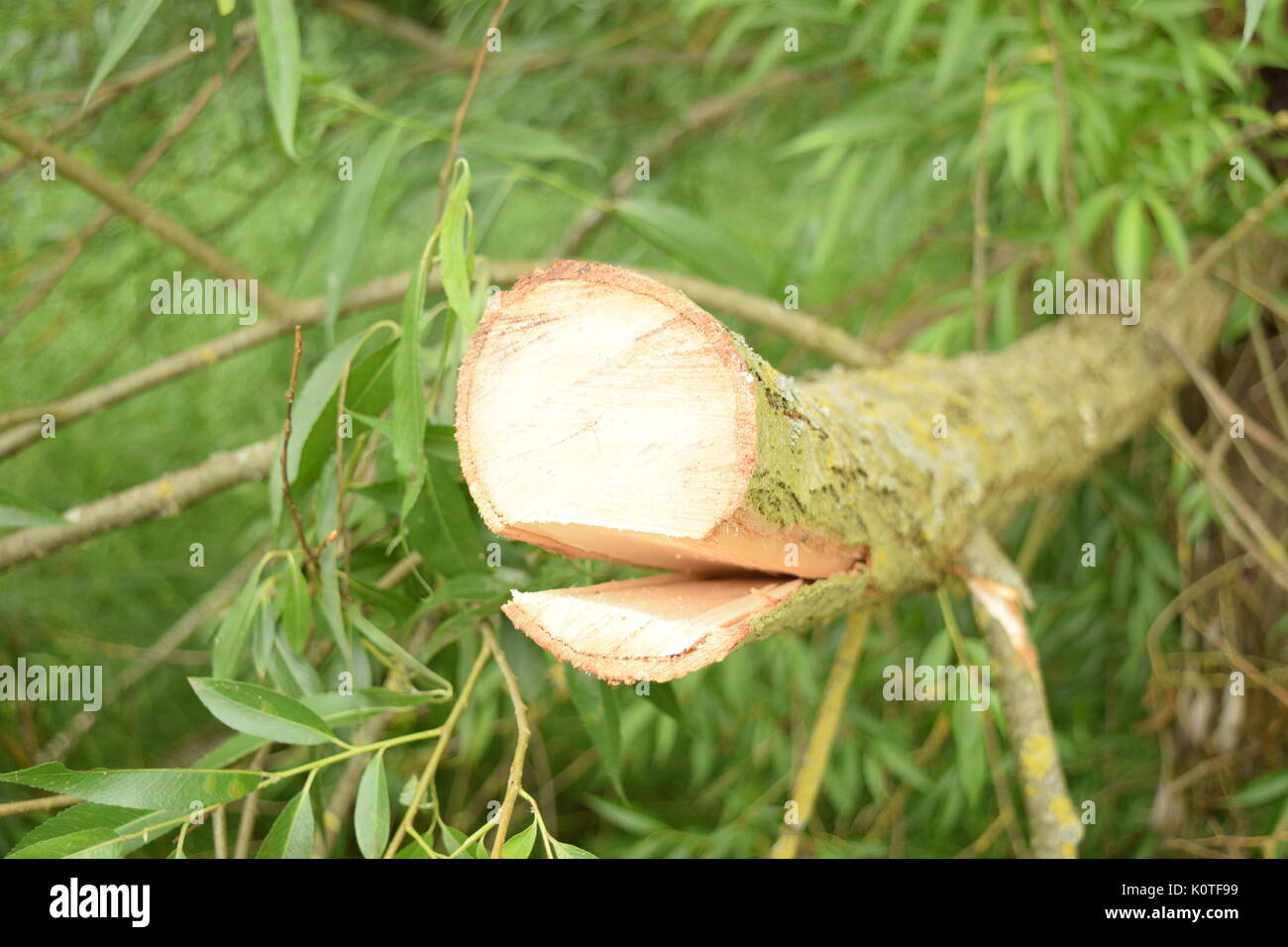 Chopped arm hi-res stock photography and images - Alamy