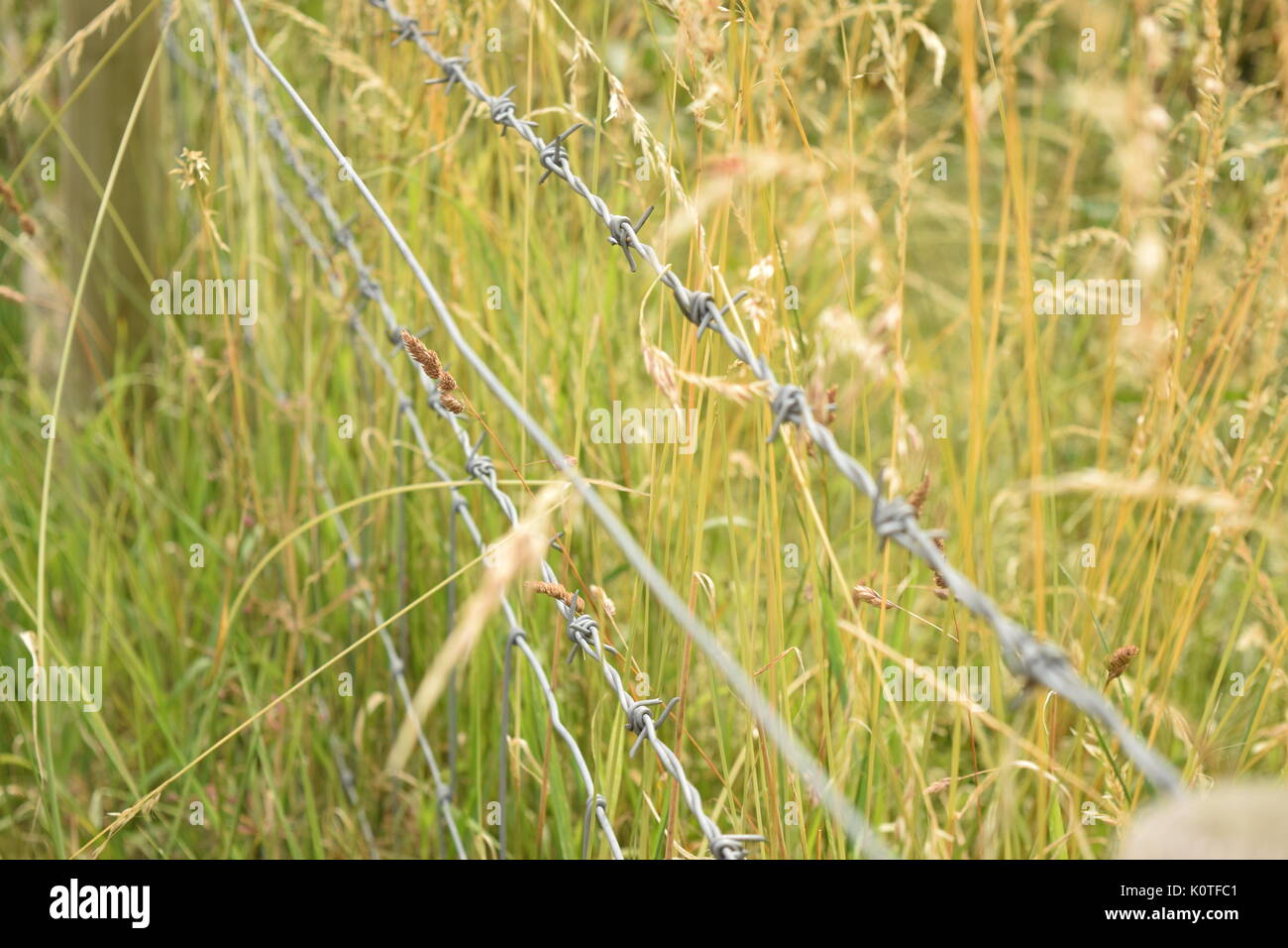 Barbed wire on the edge of a grassy field Stock Photo - Alamy