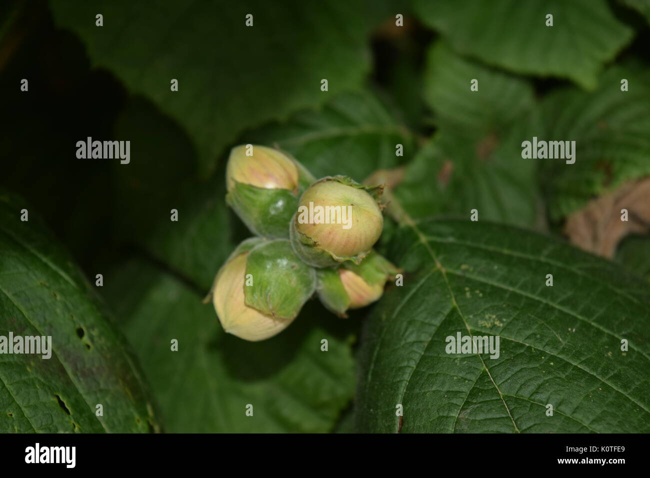 Small hazelnut plant growing Stock Photo - Alamy