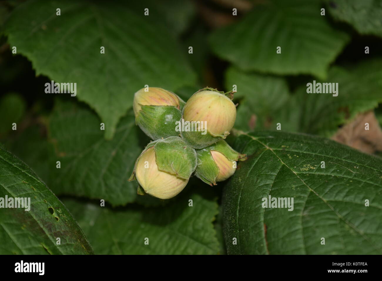 Small hazelnut plant growing Stock Photo - Alamy