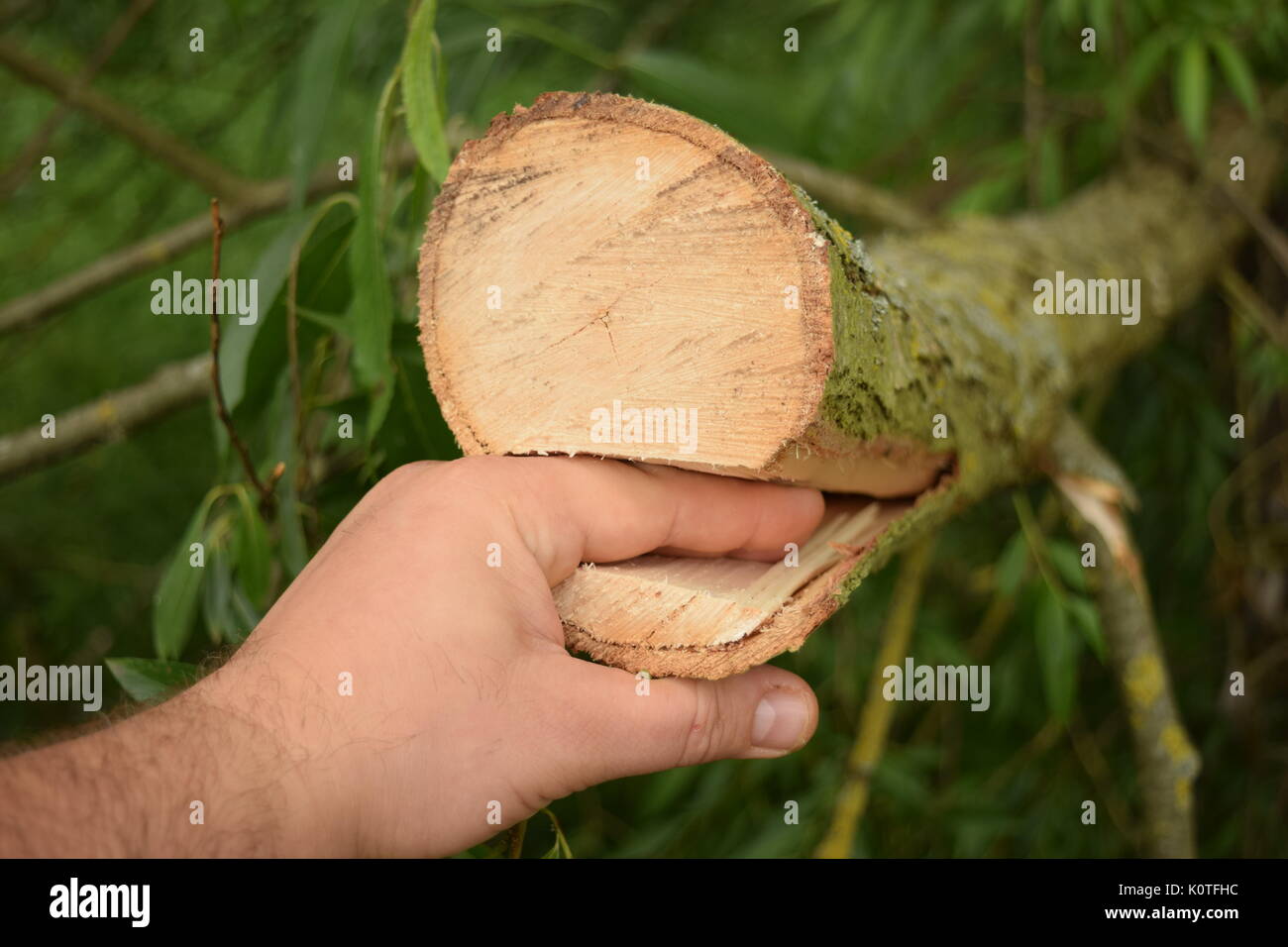 Wood Splinter High Resolution Stock Photography and Images - Alamy