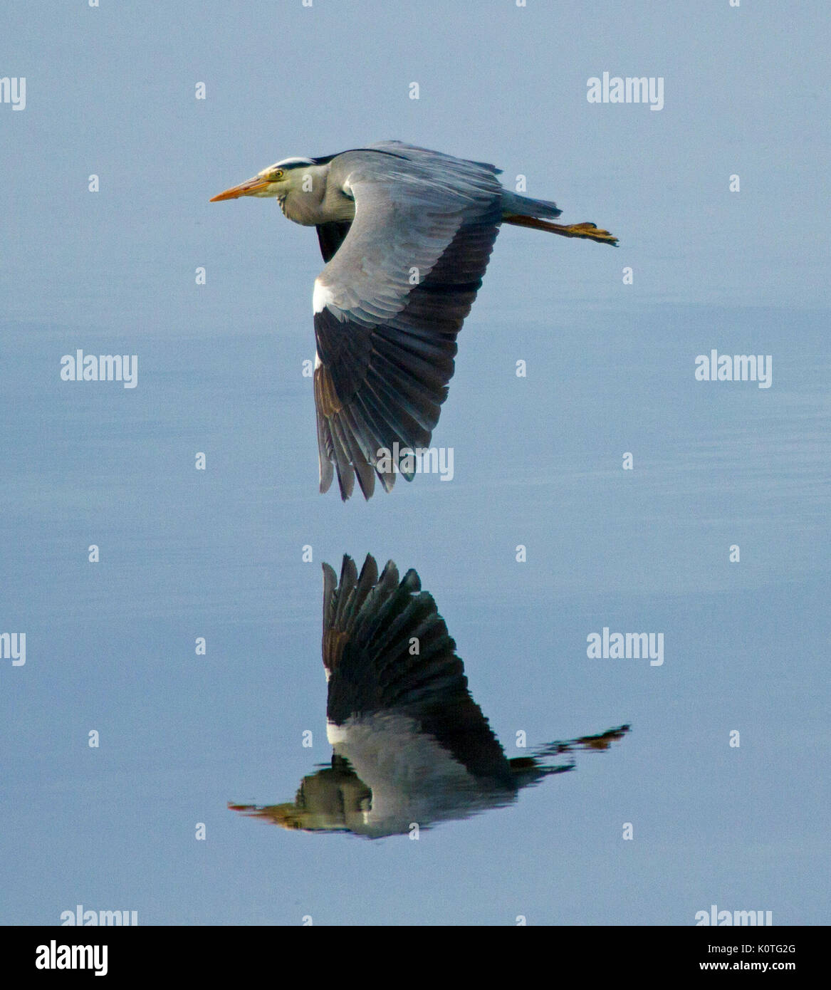 Grey heron flying scotland hi-res stock photography and images - Alamy