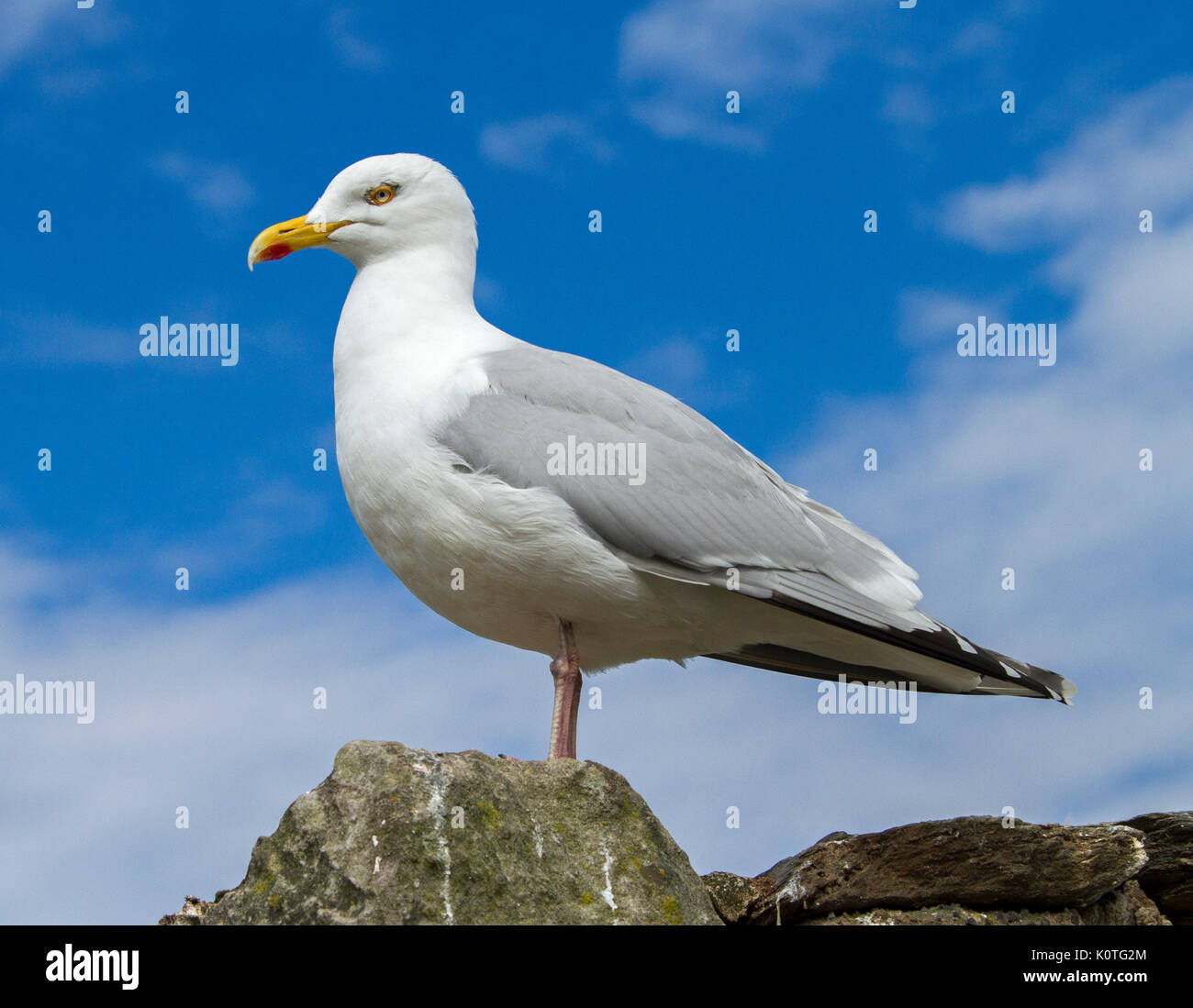 Grey and white seabird hi-res stock photography and images - Alamy