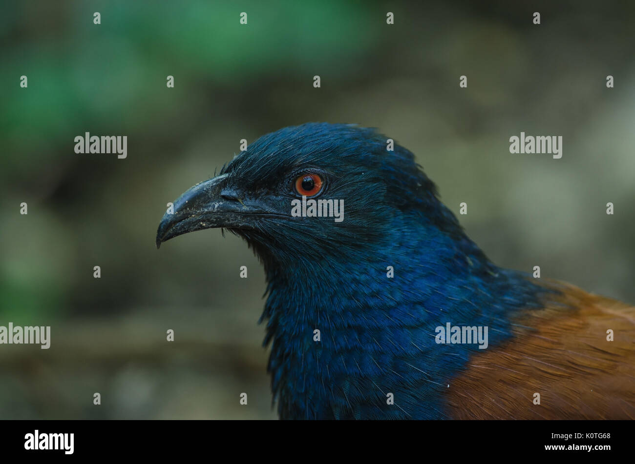 Greater Coucal bird (Centropus sinensis) in tropical forest, Thailand ...