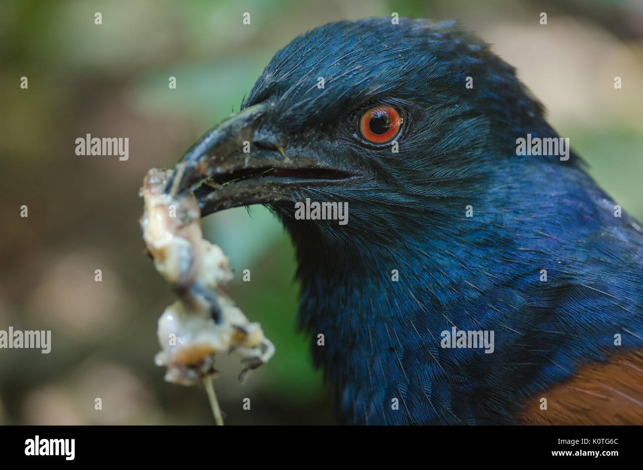 Greater Coucal bird (Centropus sinensis) in tropical forest, Thailand ...