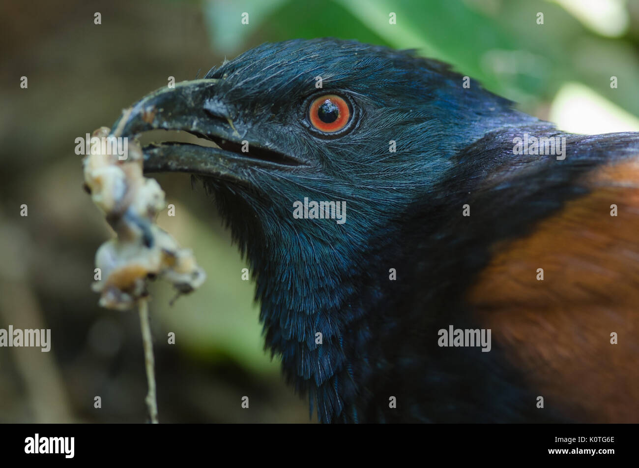 The greater coucal hi-res stock photography and images - Alamy