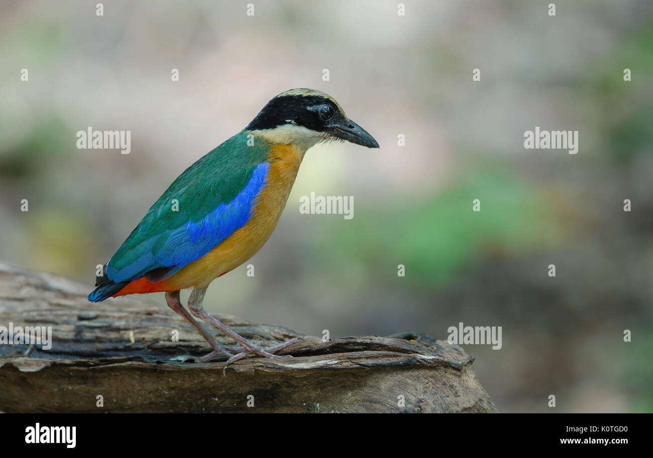 Blue-winged Pitta (Pitta moluccensis) in nature of Thailand Stock Photo ...