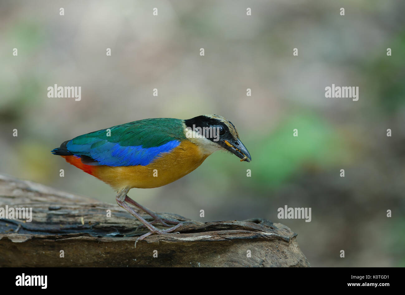 Blue-winged Pitta (Pitta moluccensis) in nature of Thailand Stock Photo ...
