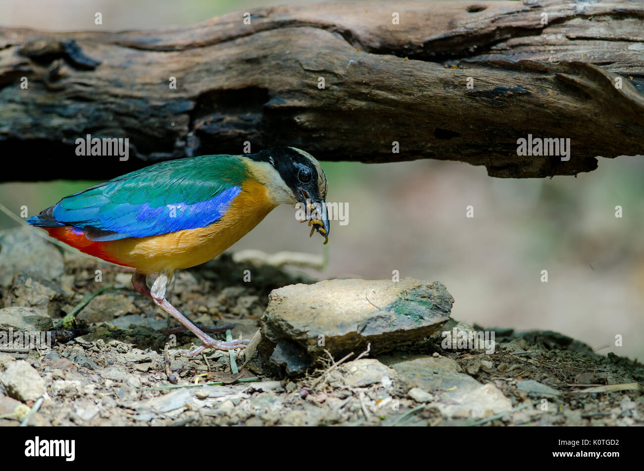 Blue-winged Pitta (Pitta moluccensis) in nature of Thailand Stock Photo ...
