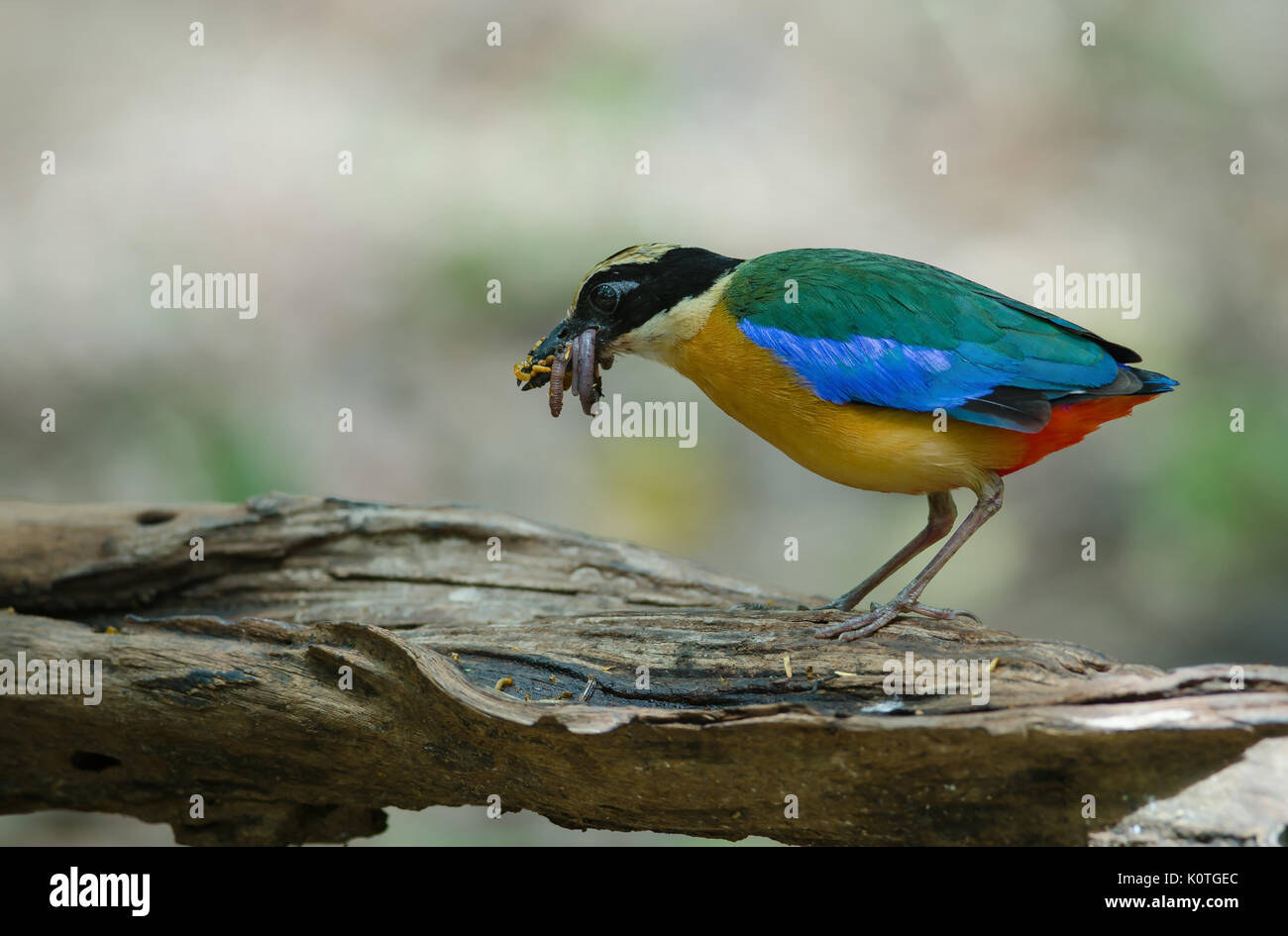 Blue-winged Pitta (Pitta moluccensis) in nature of Thailand Stock Photo ...