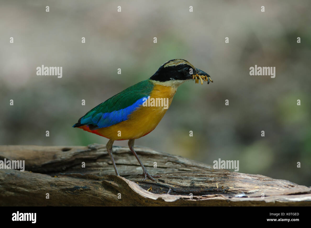 Blue-winged Pitta (Pitta moluccensis) in nature of Thailand Stock Photo ...