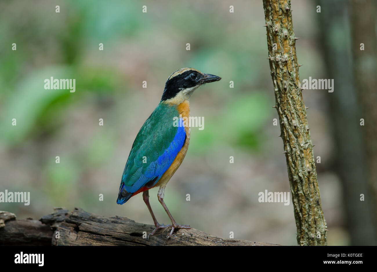Blue-winged Pitta (Pitta moluccensis) in nature of Thailand Stock Photo ...