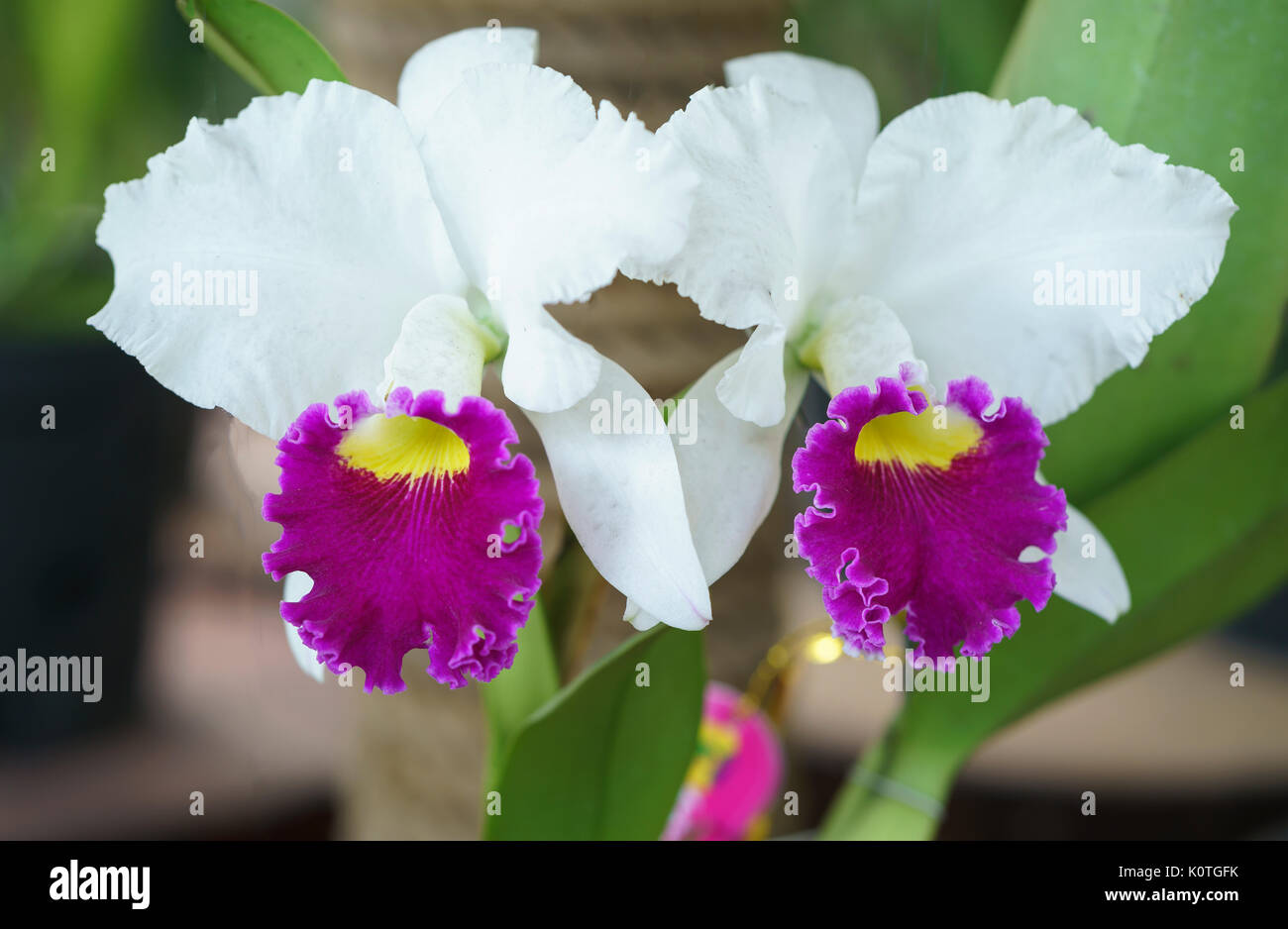 Cattleya labiata orchids hi-res stock photography and images - Alamy