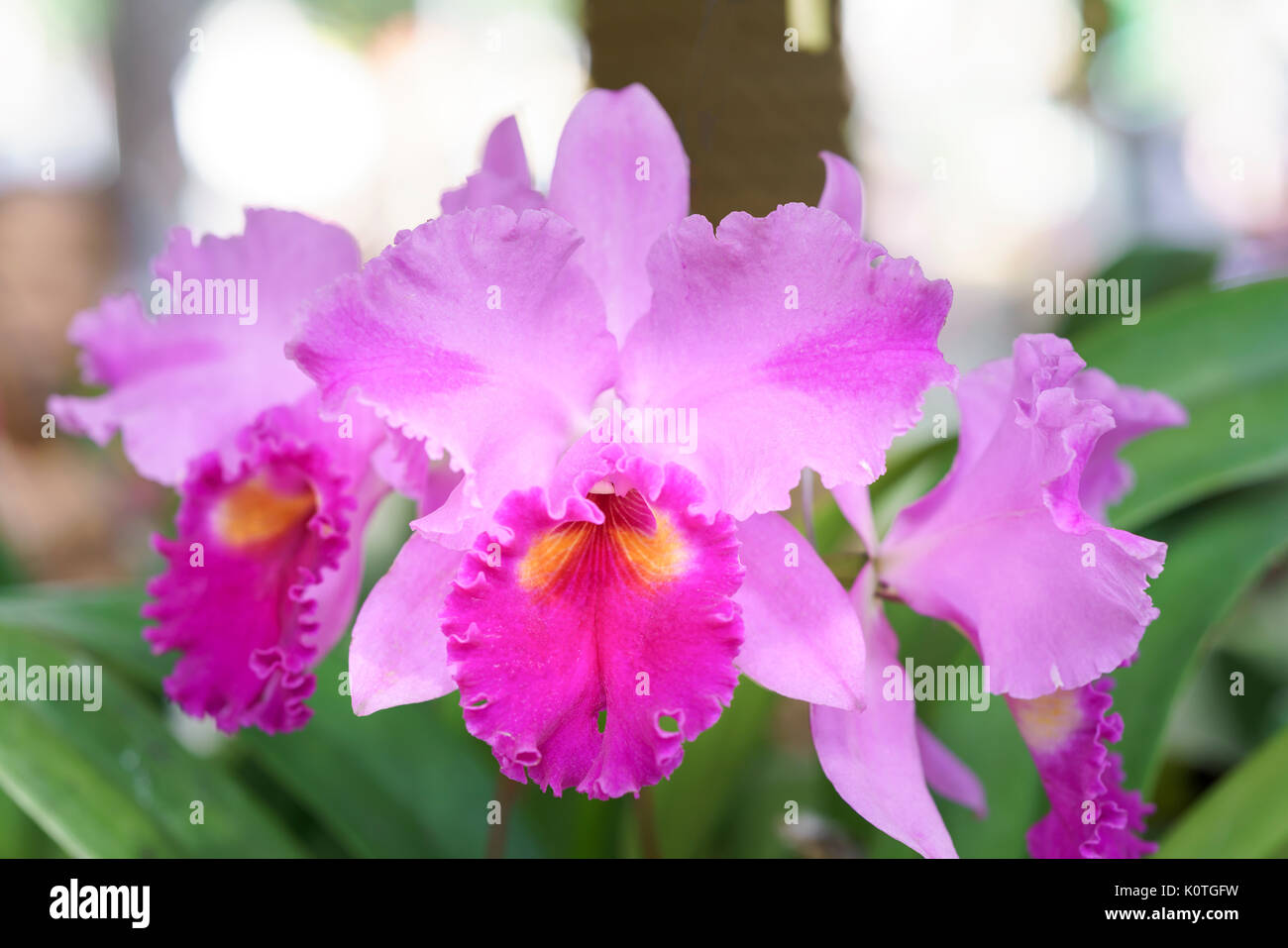 Cattleya labiata orchids hi-res stock photography and images - Alamy