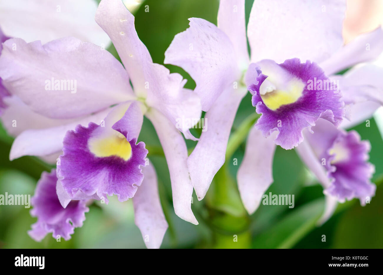 Cattleya Labiata flowers bloom in spring adorn the beauty of nature ...