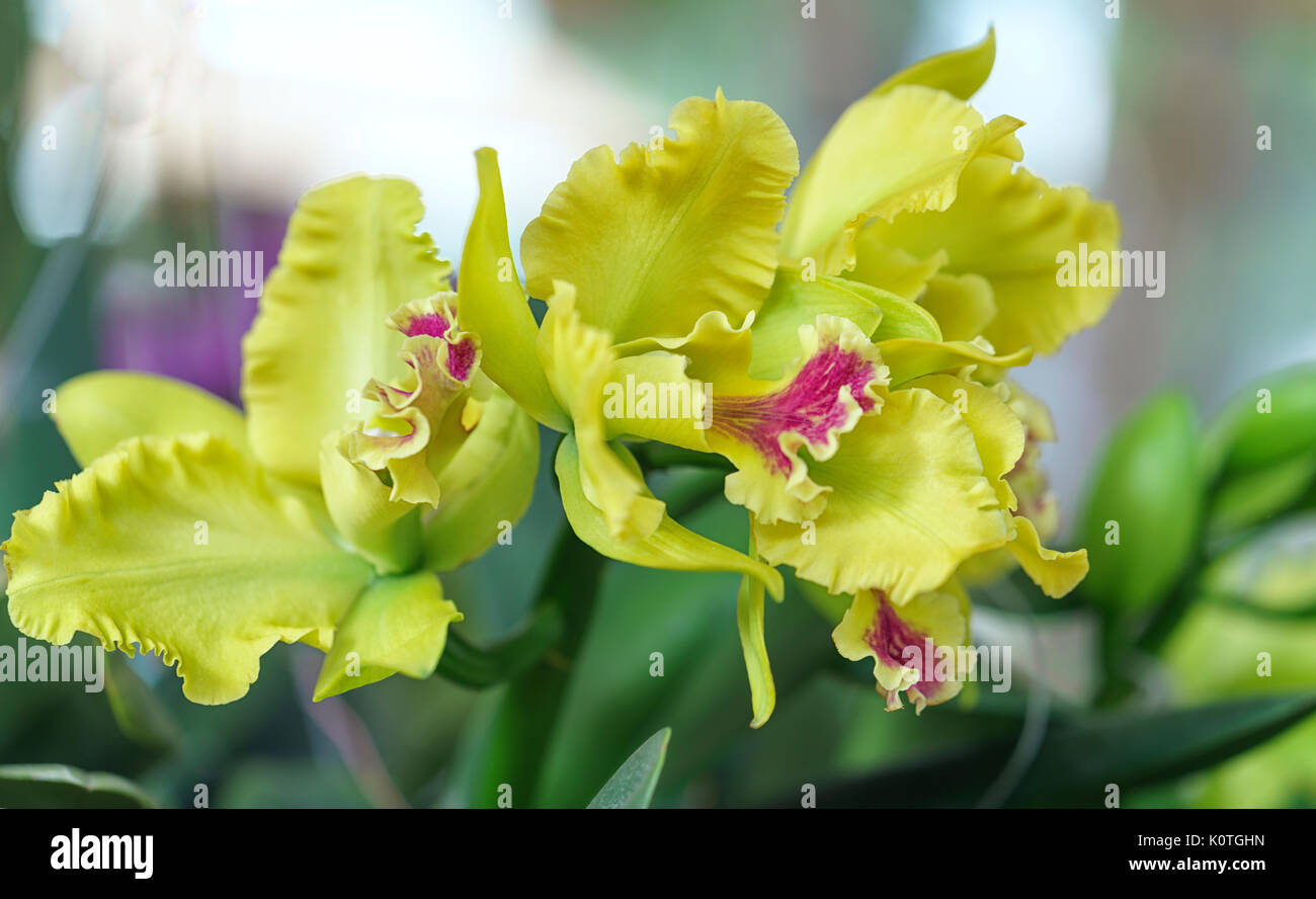 Cattleya Labiata flowers bloom in spring adorn the beauty of nature ...