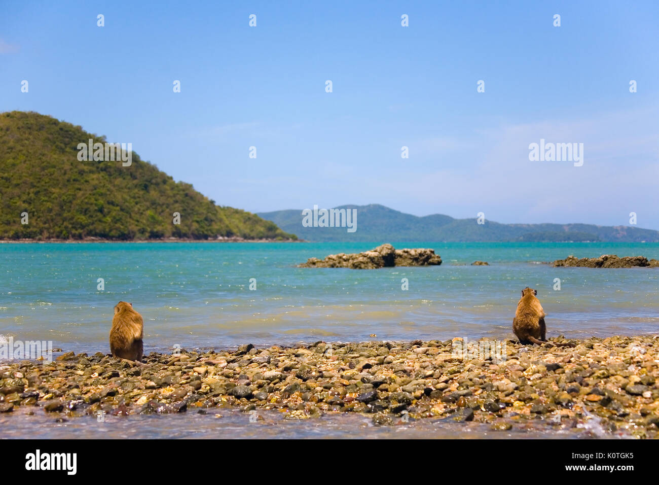 Two monkeys sit hi-res stock photography and images - Alamy