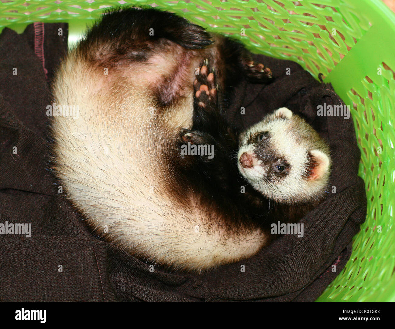 The ferret curled up in a basket. Animals Stock Photo - Alamy
