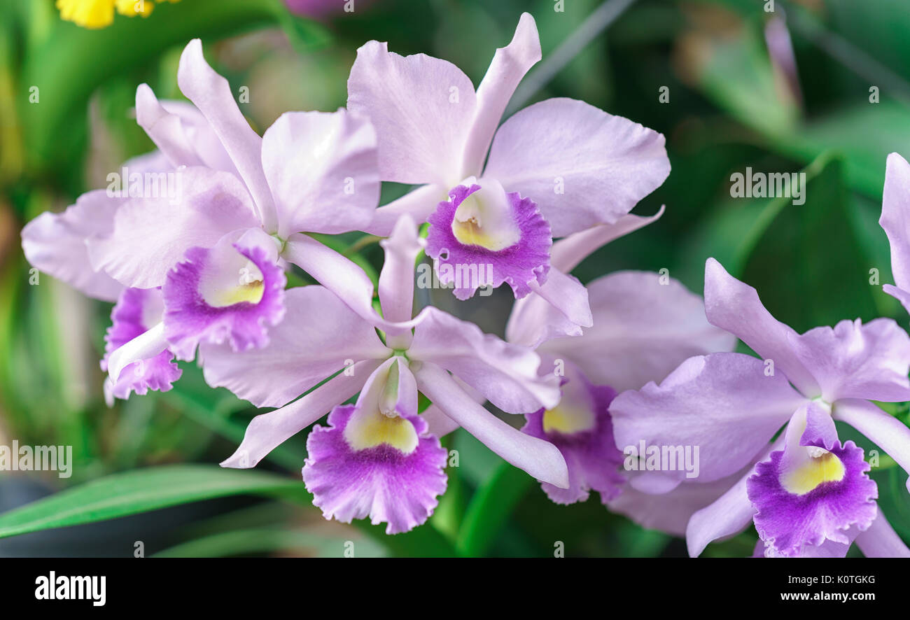 Dendrobium aphyllum hi-res stock photography and images - Alamy