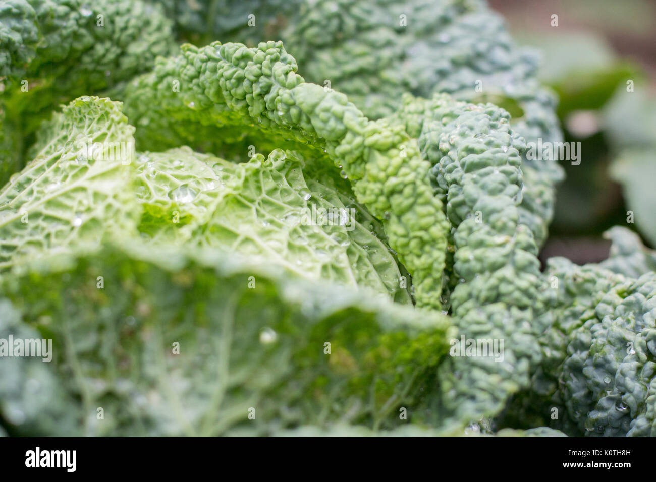 kale head close up Stock Photo - Alamy