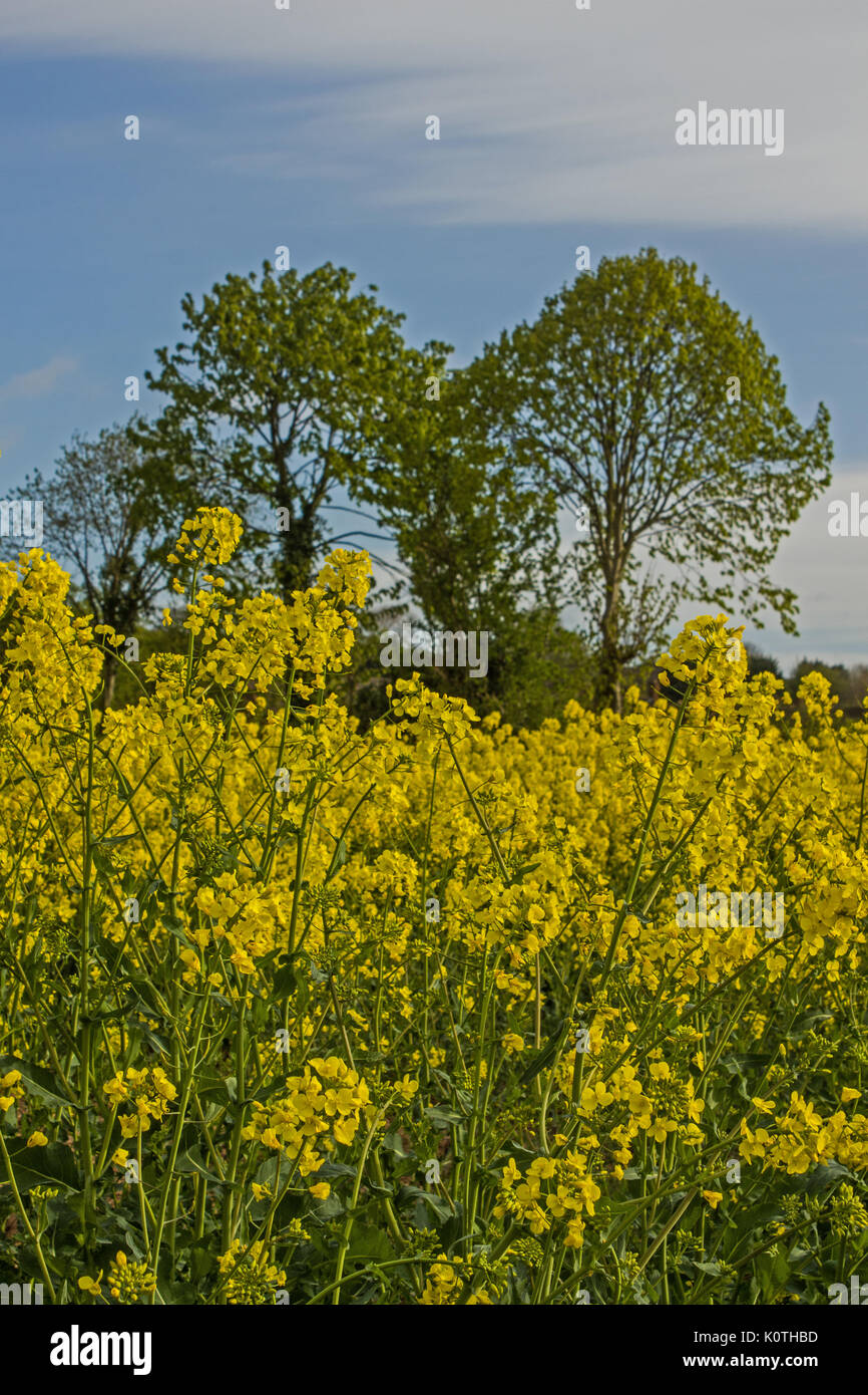Rapeseed field in Nottinghamshire Stock Photo - Alamy