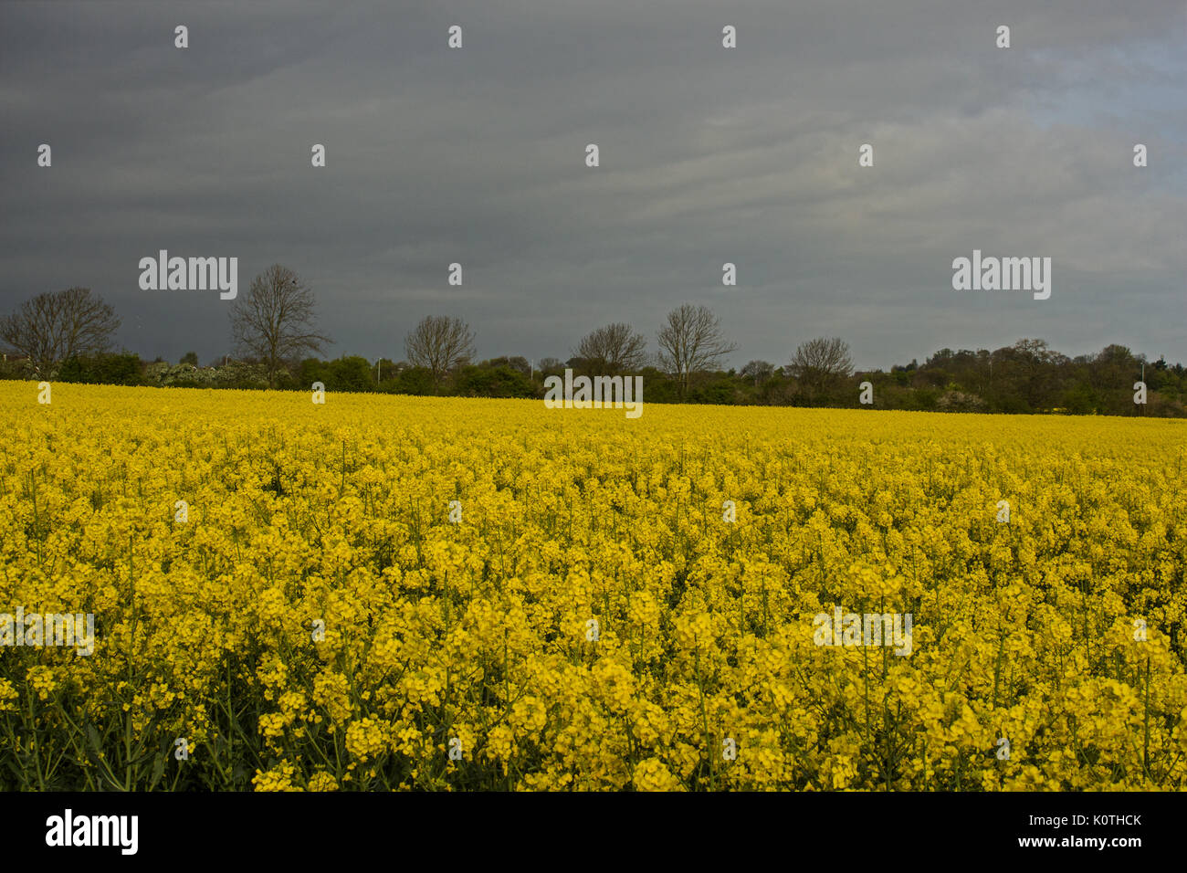 Rapeseed plant hi-res stock photography and images - Alamy