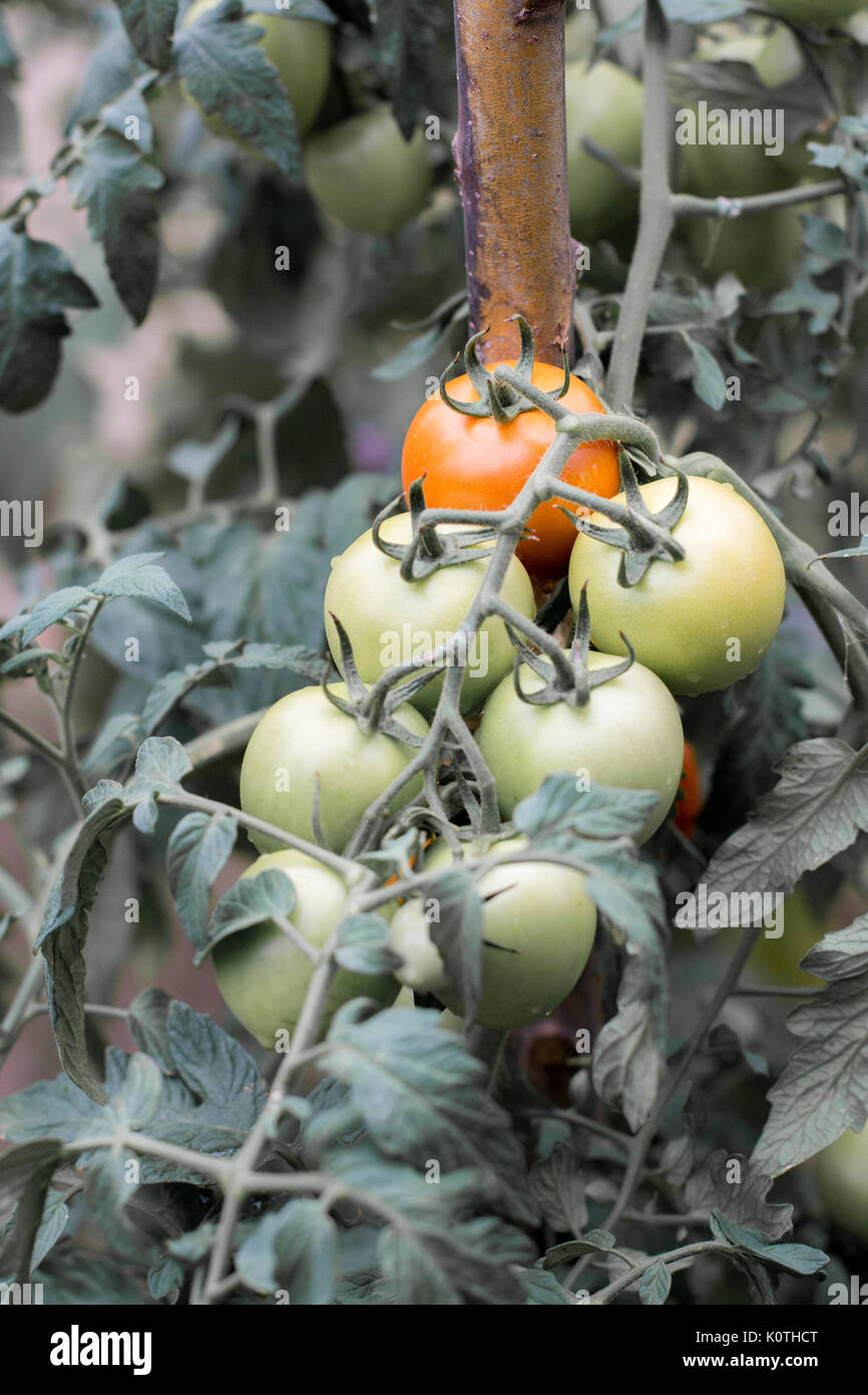 branch of growing tomatoes Stock Photo - Alamy