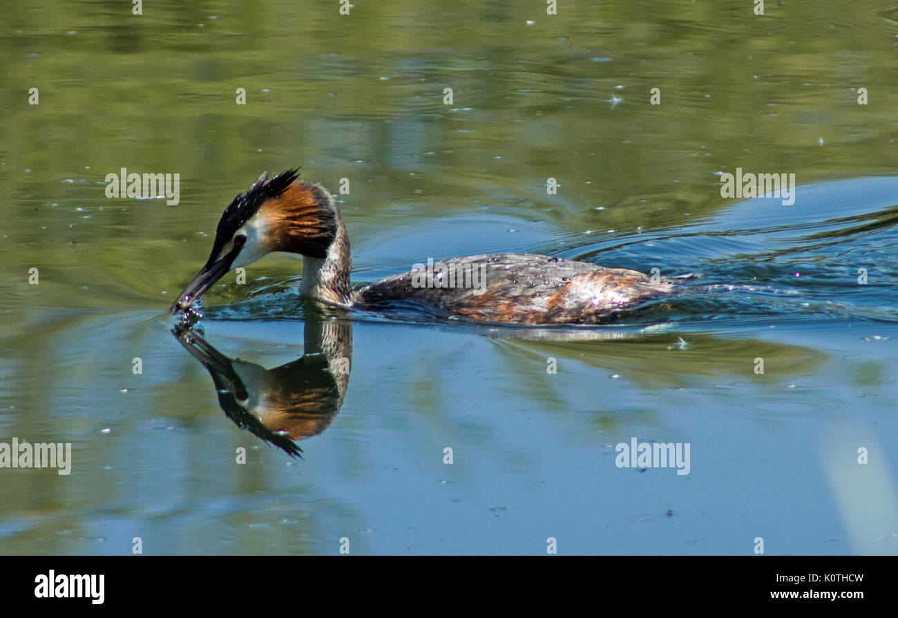 Greeb hi-res stock photography and images - Alamy