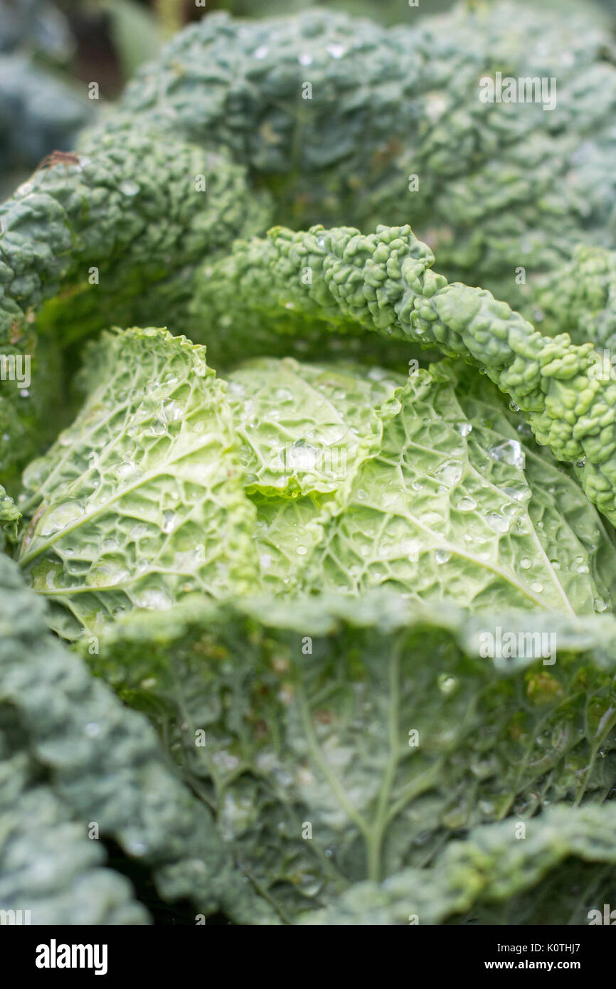 Vegetable head hi-res stock photography and images - Alamy