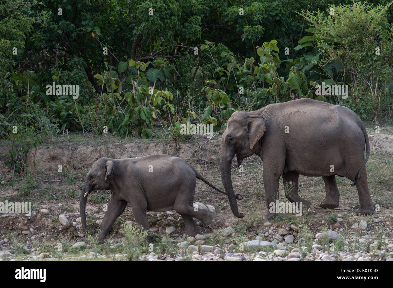 Elephants maximus indicus hi-res stock photography and images - Alamy