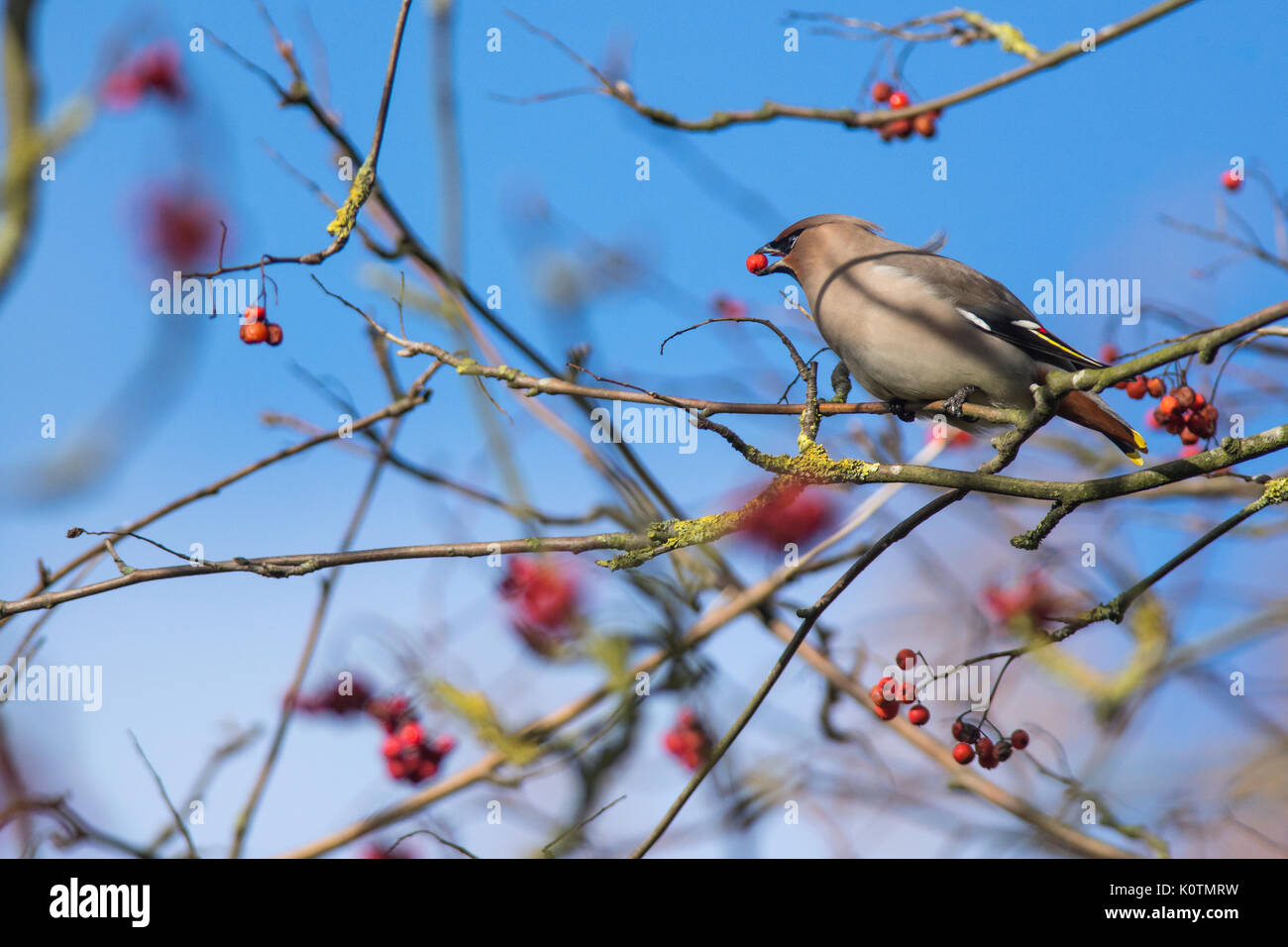 Jaseur hi-res stock photography and images - Alamy