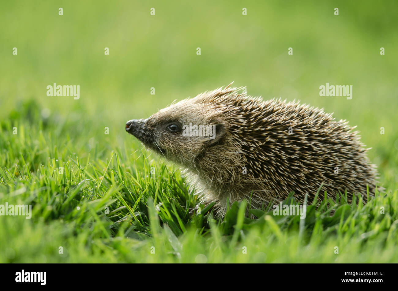 Autumn garden domestic hedge hi-res stock photography and images - Alamy