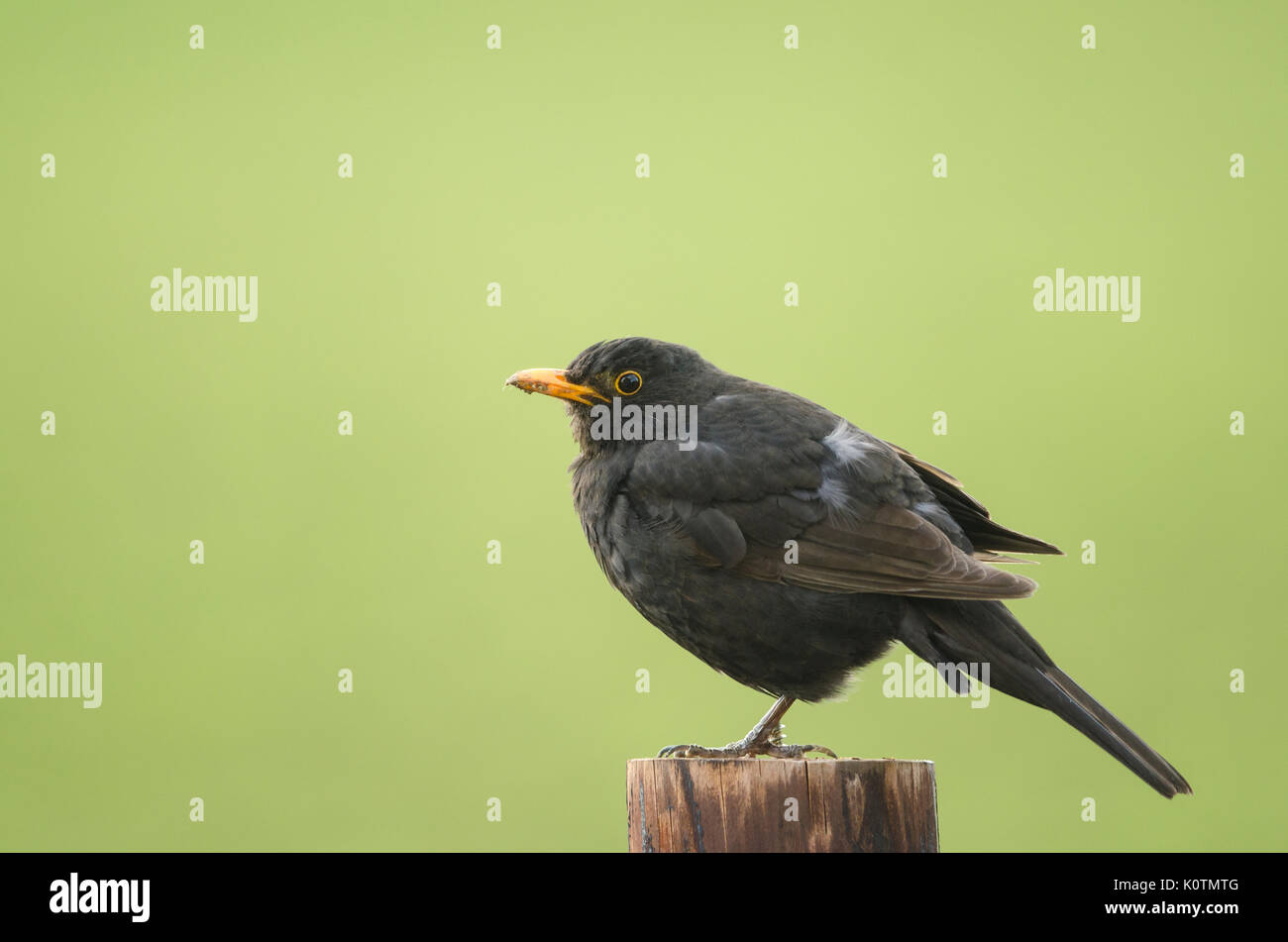 Shiny black bird hi-res stock photography and images - Alamy