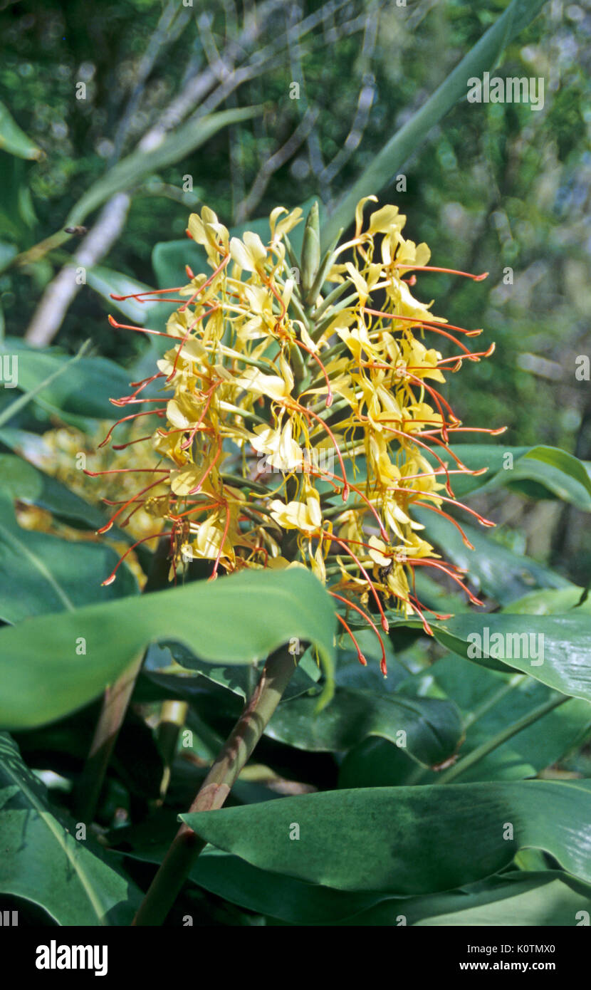 Zingiber officinale flower hi-res stock photography and images - Alamy