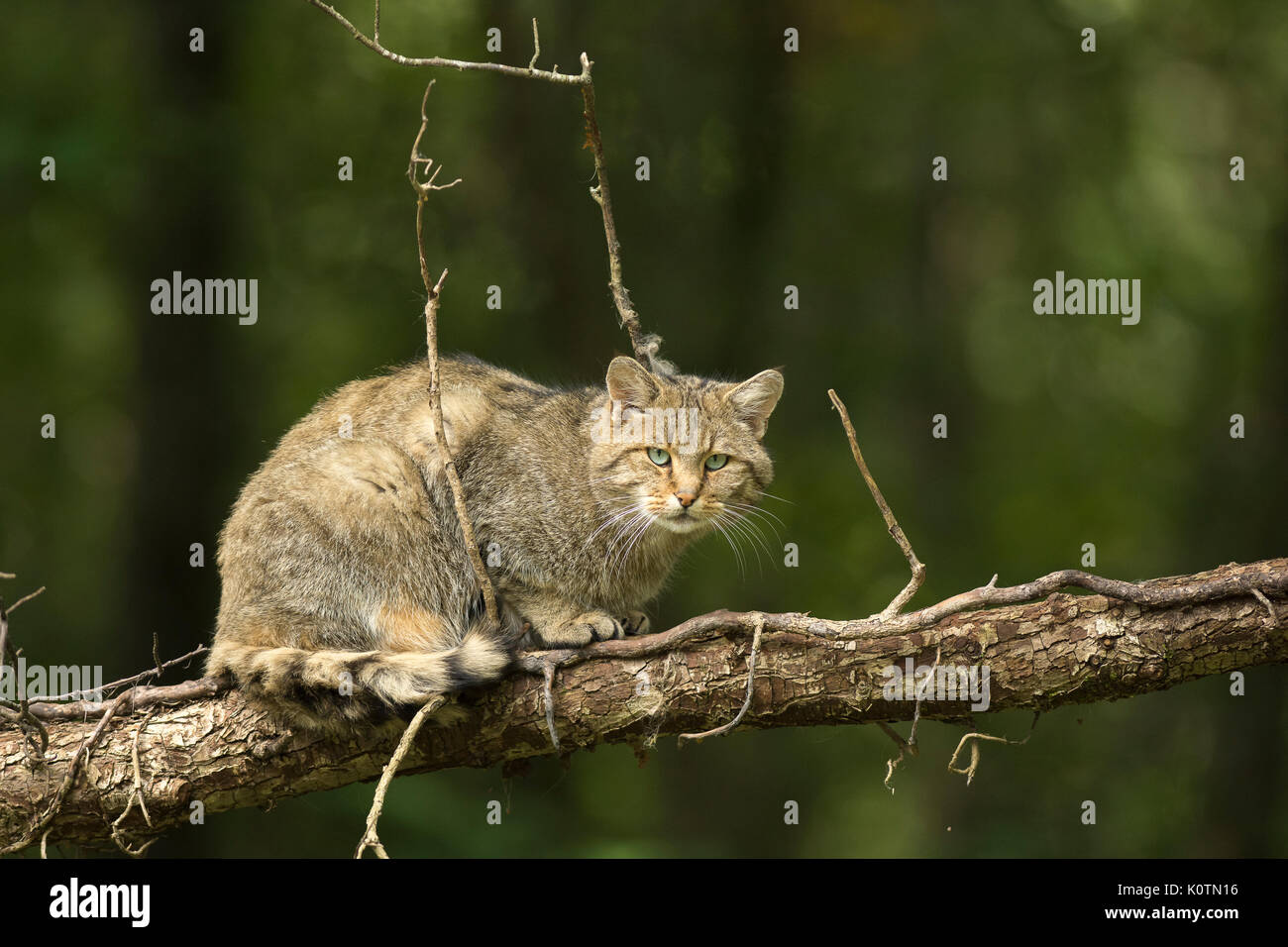 Young european wildcat felis hi-res stock photography and images - Alamy