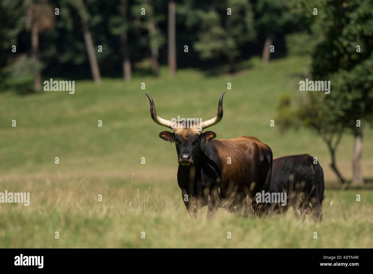 Aurox, Aurochs, Bos taurus primigenius Stock Photo - Alamy