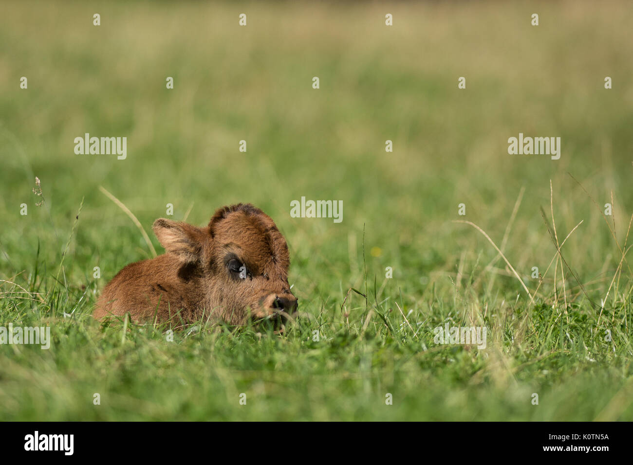 Aurox, Aurochs, Bos taurus primigenius Stock Photo - Alamy