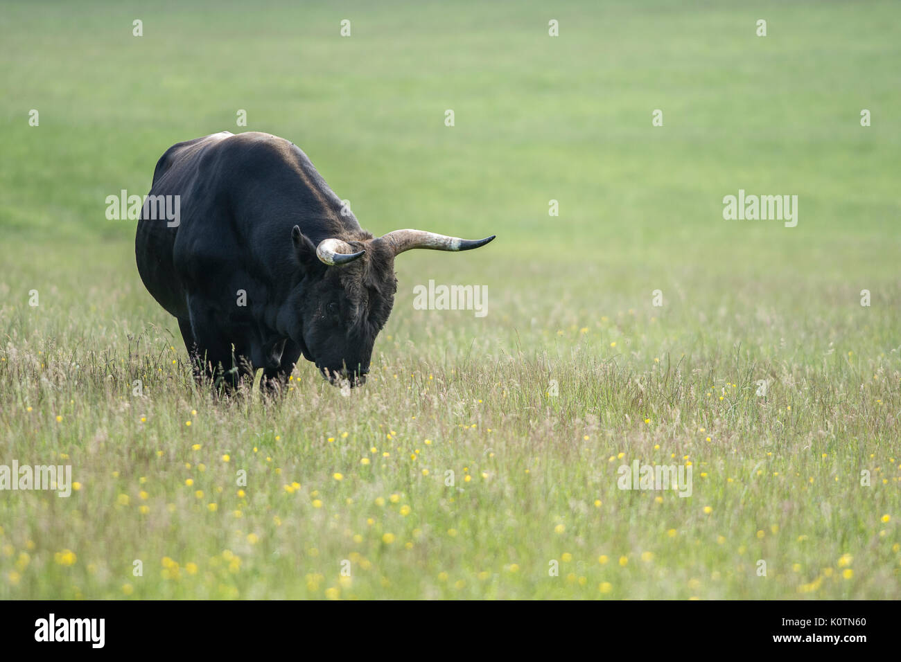 Aurochs lascaux hi-res stock photography and images - Alamy