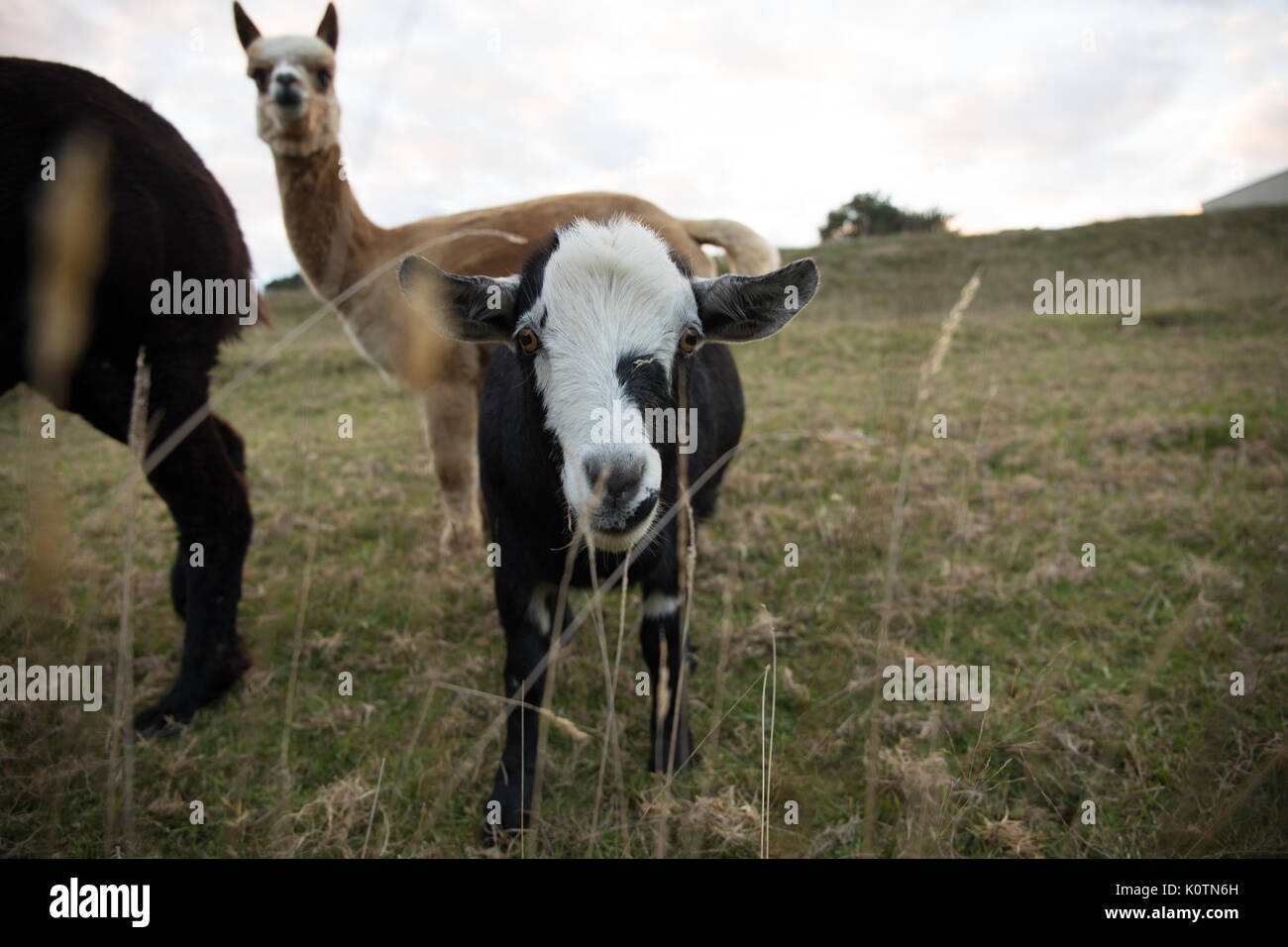Goat farm australia hi-res stock photography and images - Alamy