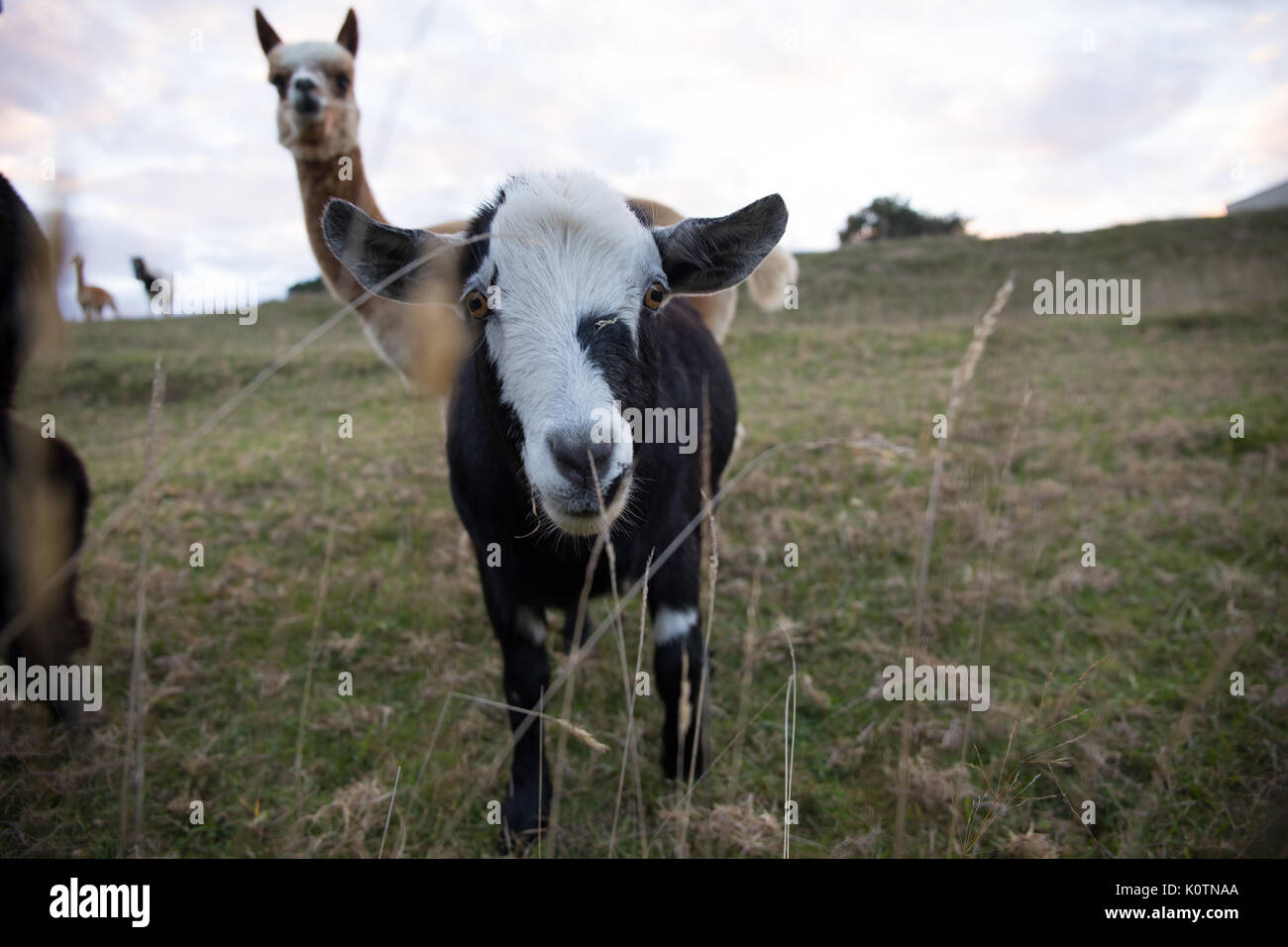 Portrait of a goat on a farm in Victoria, Australia Stock Photo - Alamy