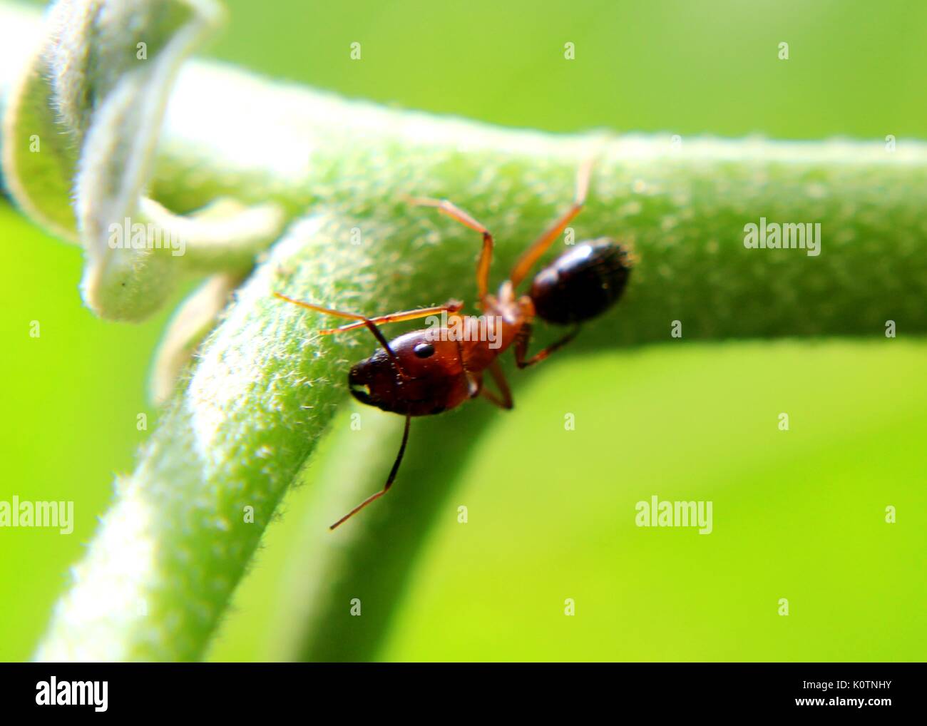 Weaver ant hi-res stock photography and images - Alamy