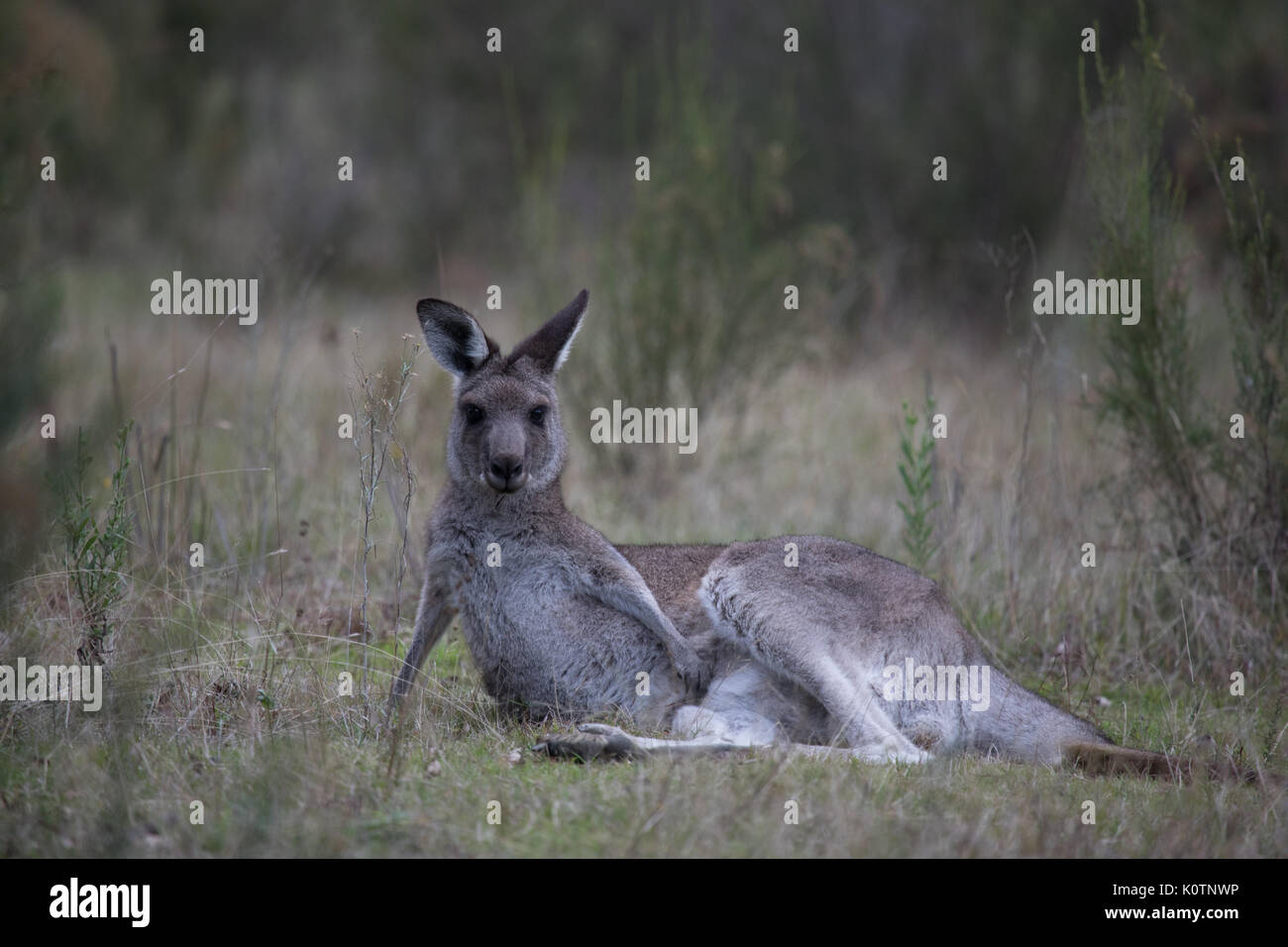 Kangaroo Lying Down Stock Photos & Kangaroo Lying Down Stock Images - Alamy
