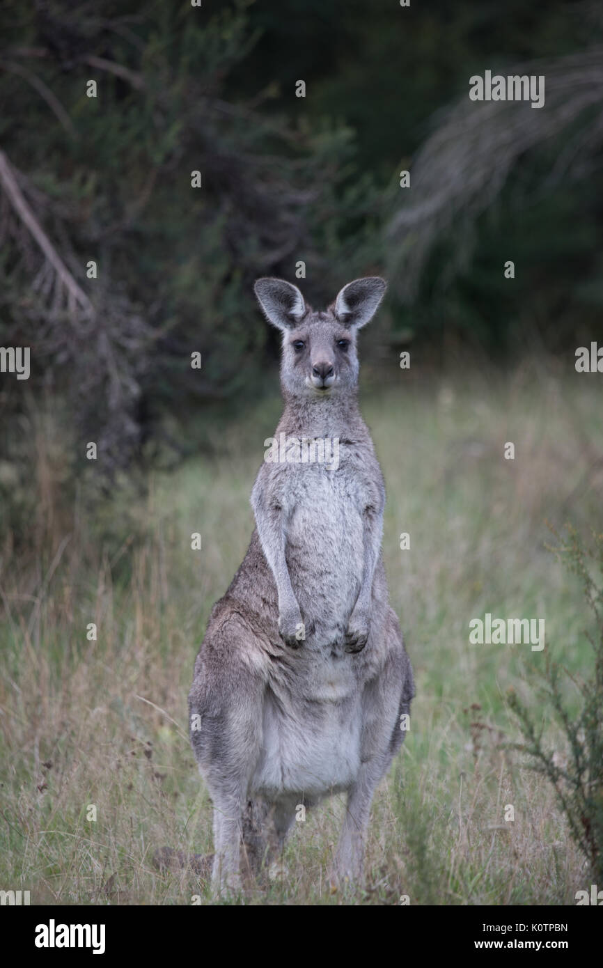 Eastern Grey Kangaroo at Churchill National Park, Victoria, Australia ...